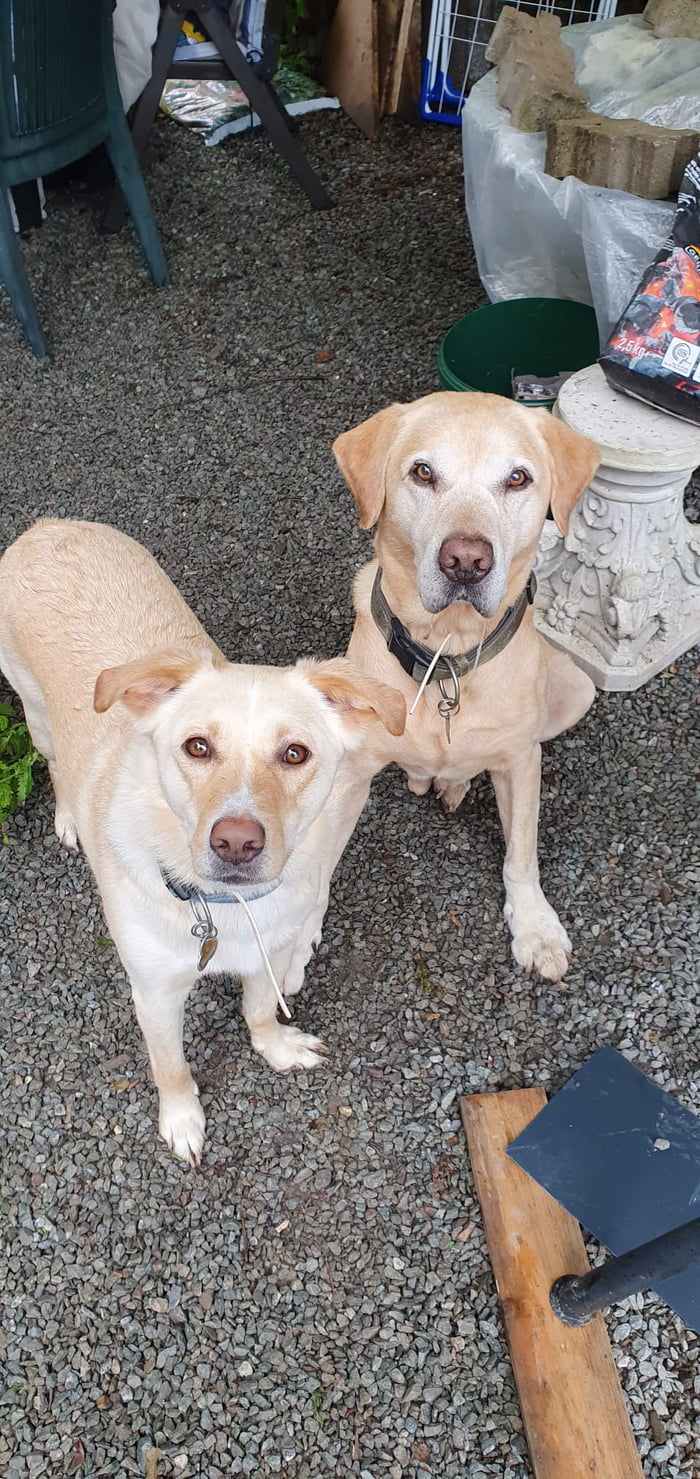 They wanted to say hi! Happy international doggo day! - 9GAG