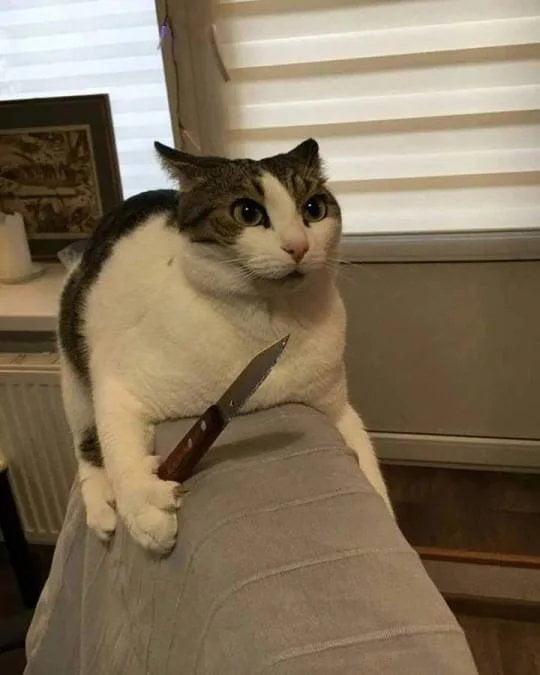 My cat is an assassin - 9GAG