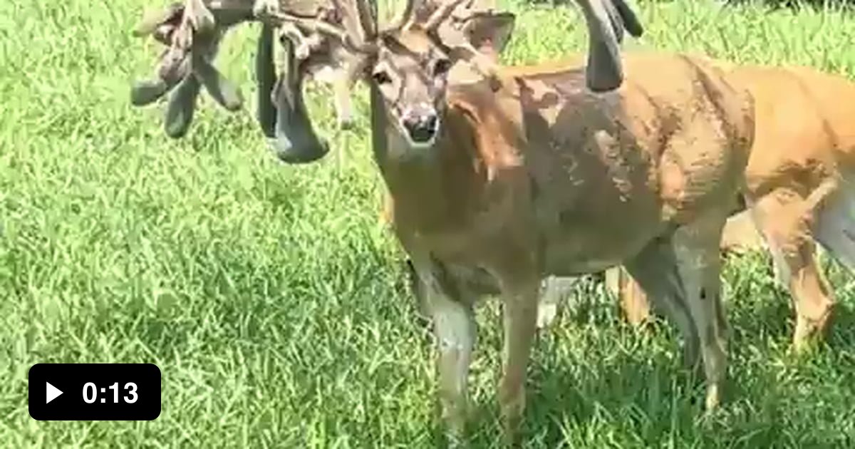 20-point buck spotted in the wild - 9GAG