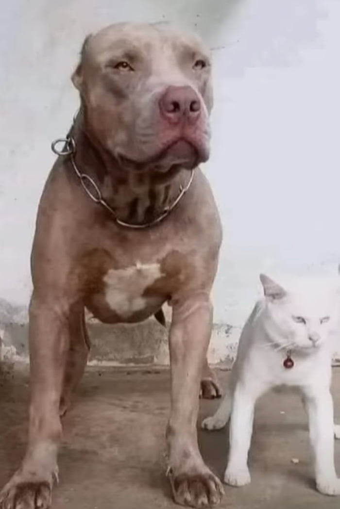 Crazy cat thinks he's a Pitbull LMAO - 9GAG
