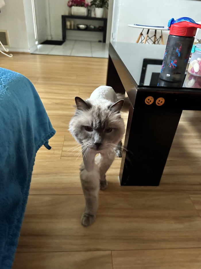 Apple bottom jeans…boots with the furrrr - 9GAG