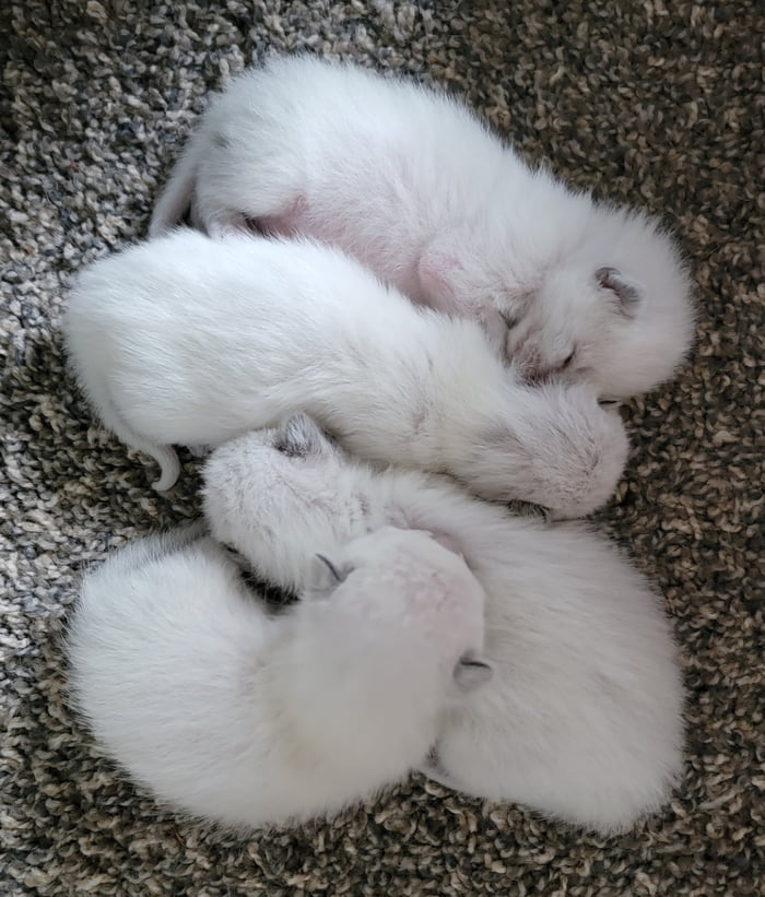 Illegally Smol Cuddle Puddle - 9GAG