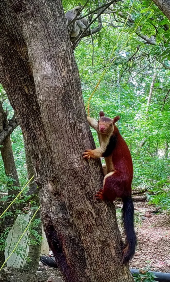 India apperantly has gaint colourful squirrels - 9GAG