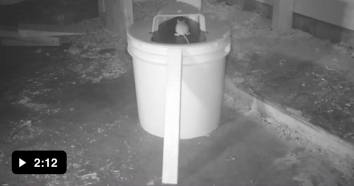 How to catch 17 Mice in one bucket! - 9GAG