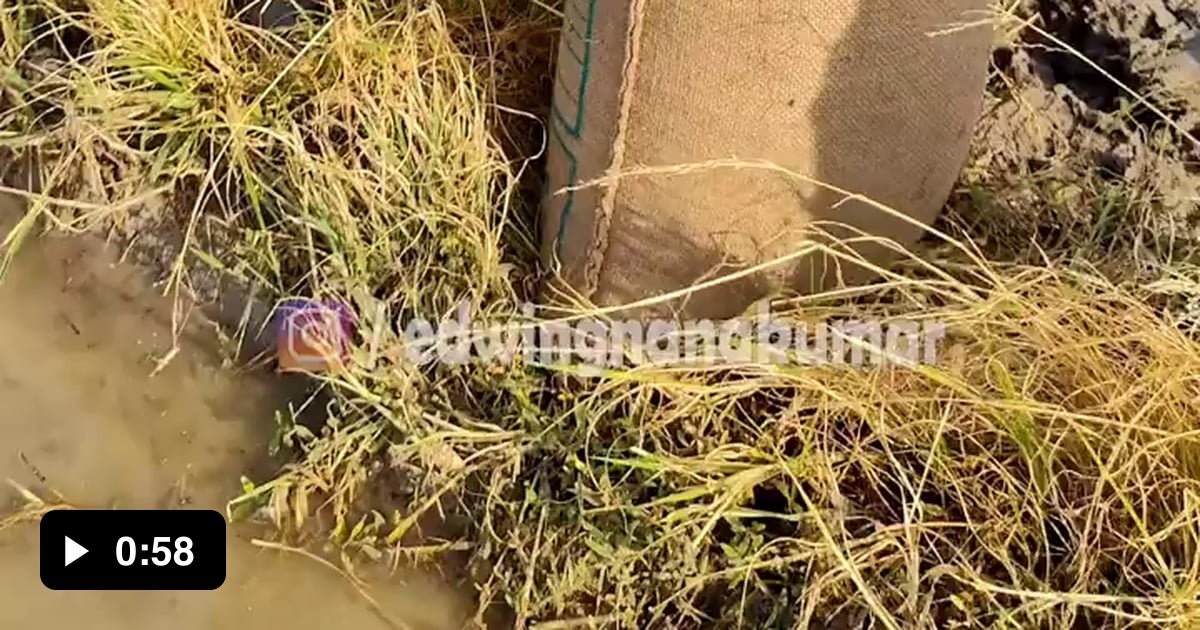 Rice: from field to dinner - 9GAG