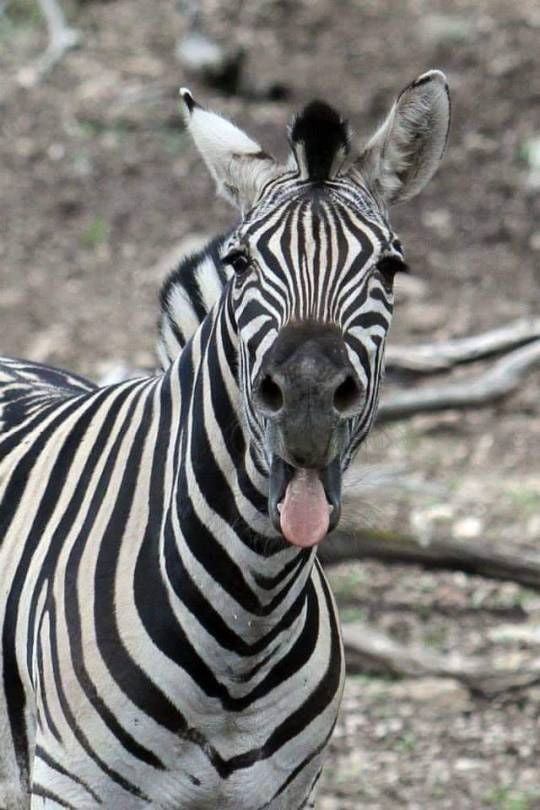 Zebra Sticking Out Their Tongue - 9GAG