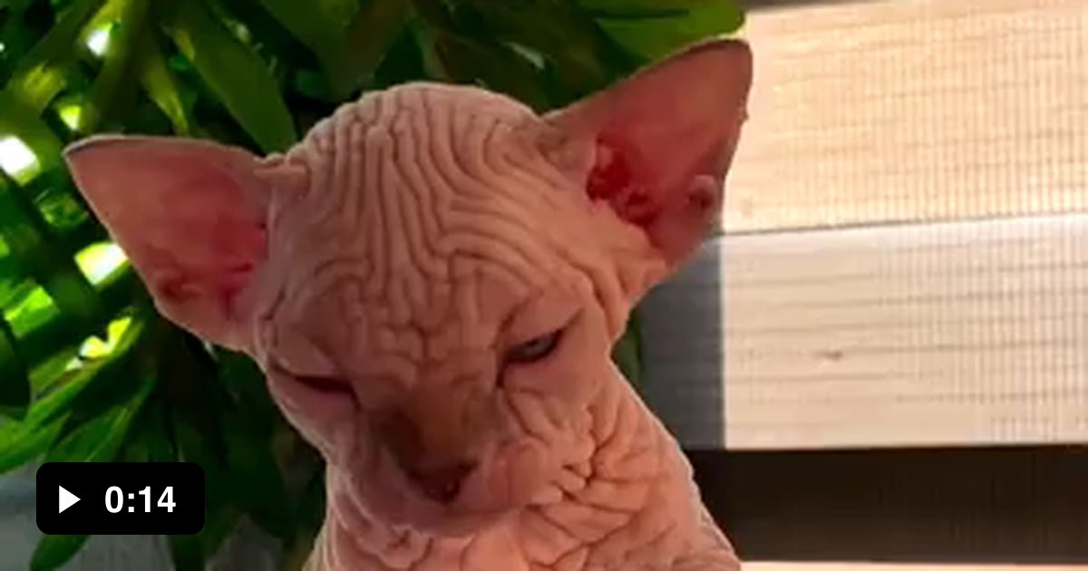 Cute hairless kitten - 9GAG