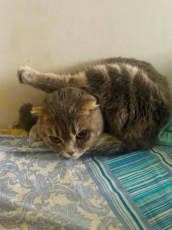 Fluffy gymnast - 9GAG