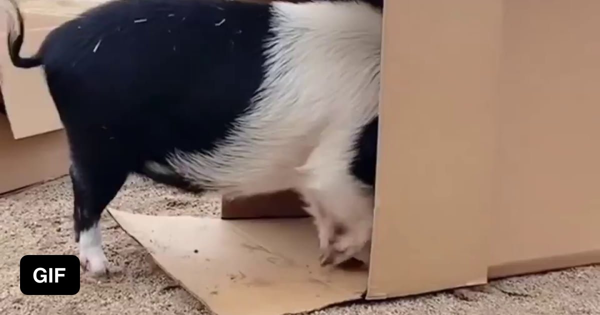 Checking out the box - 9GAG