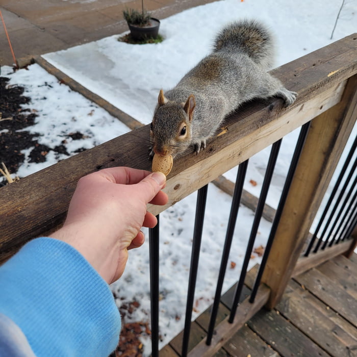 Squirrel friend stopping by for their morning nut. - 9GAG