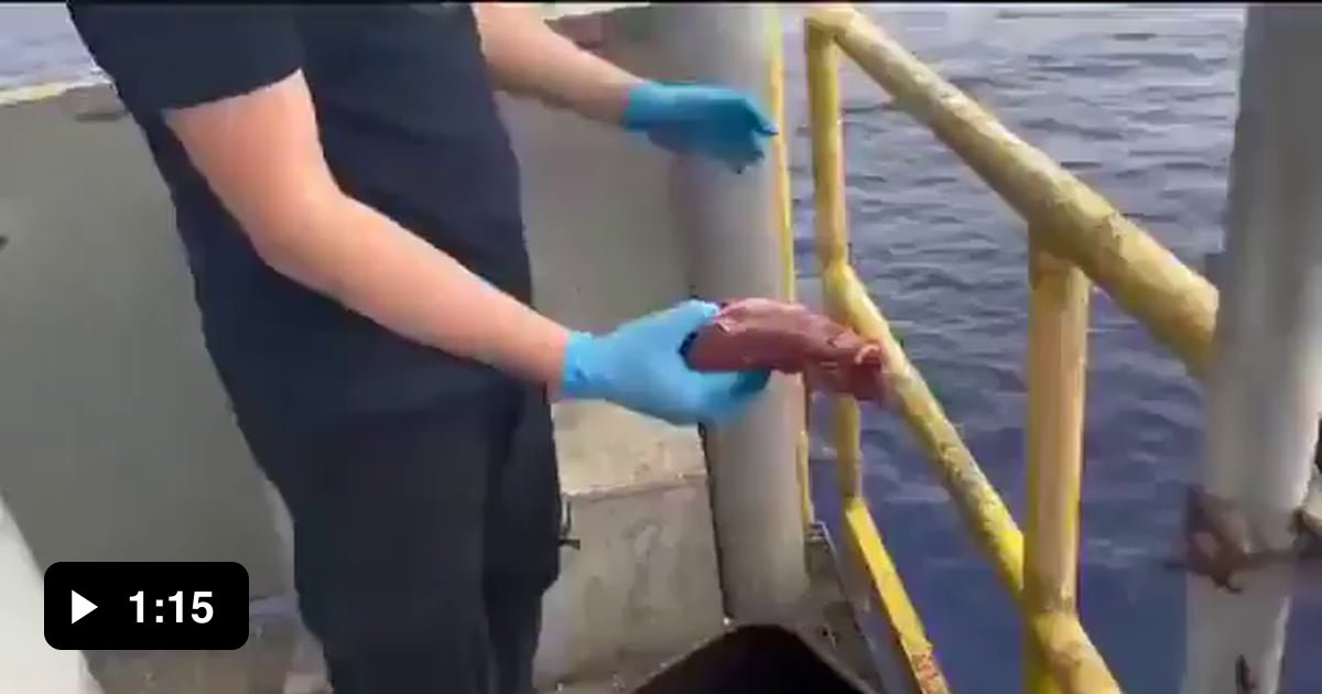 Throwing raw meat into the ocean - 9GAG