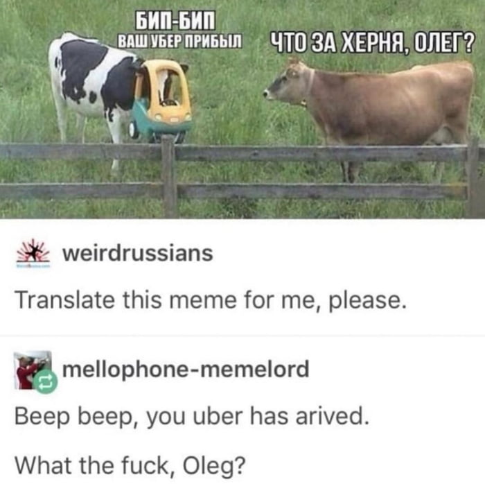 Russian cows - 9GAG