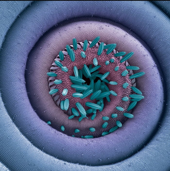 Check out this colored scanning electron micrograph (SEM) of the coiled ...