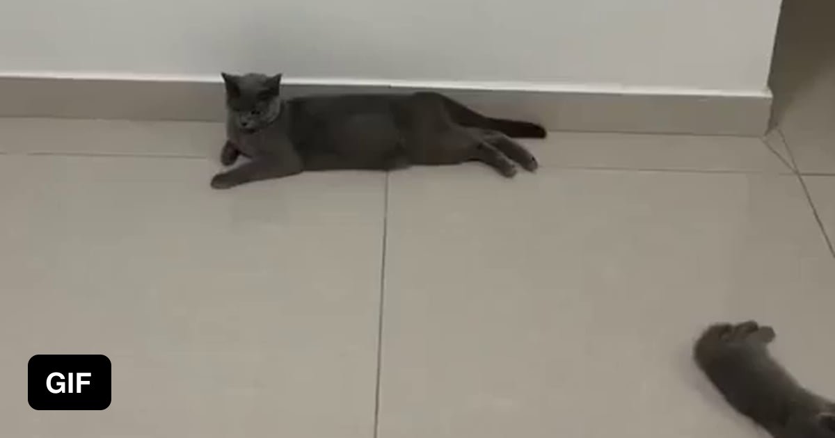 8 instances of cat.exe not responding - 9GAG