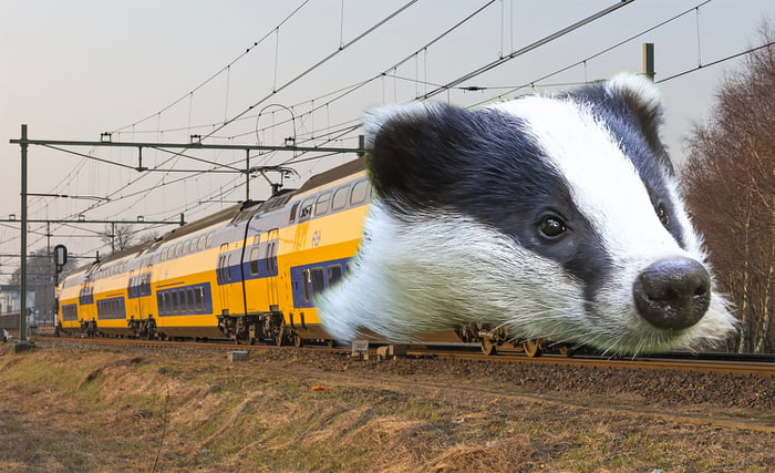 De NS zet dassen in dit weekend in Brabant - 9GAG