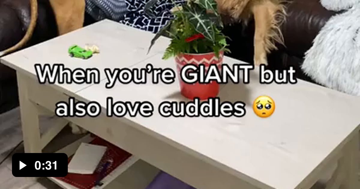 This Unit Thinks It's a Lapdog - 9GAG