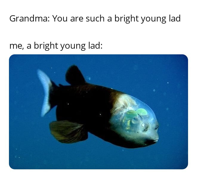 Brainless fish - 9GAG