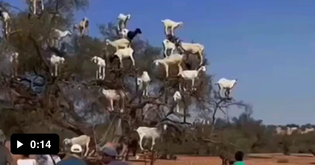 A prime example of the rare and elusive Goat-tree - 9GAG