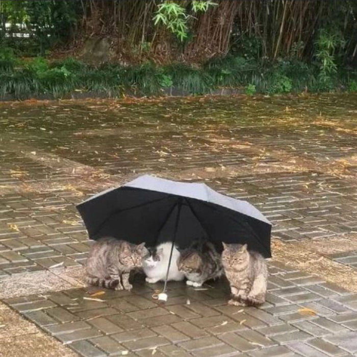 Enjoying the rain - 9GAG