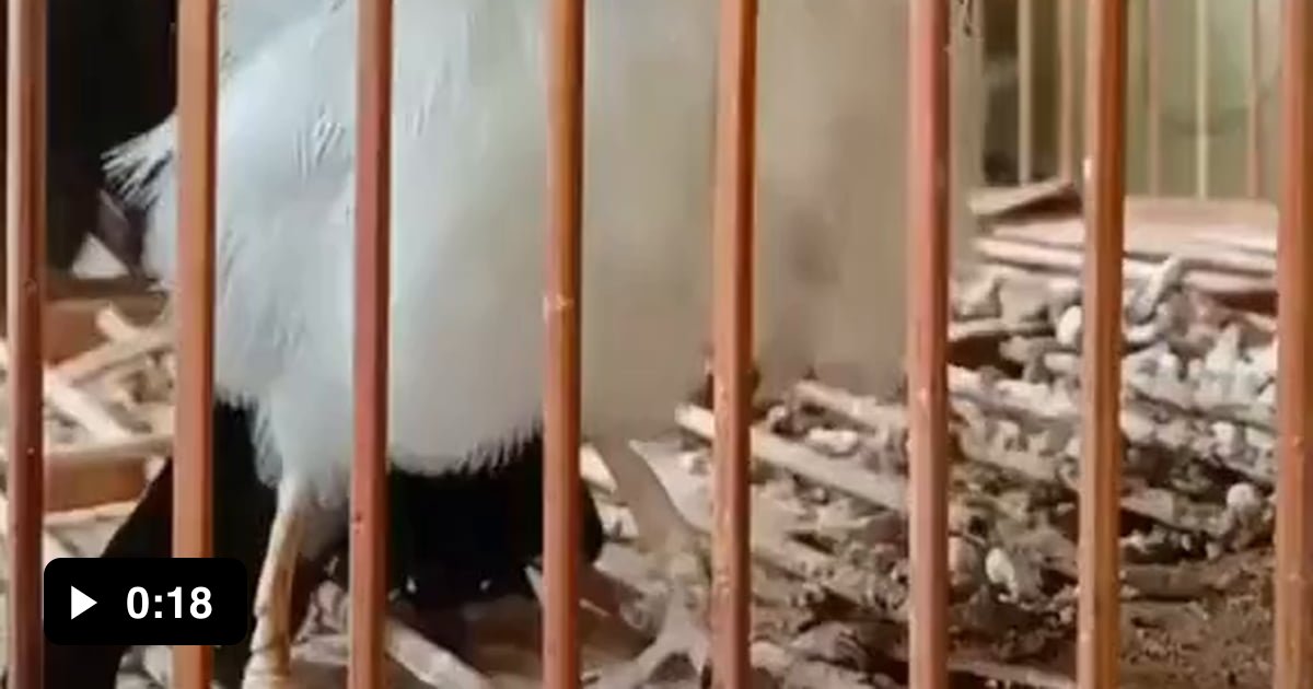 My favorite new alarm sound and ring tone - 9GAG