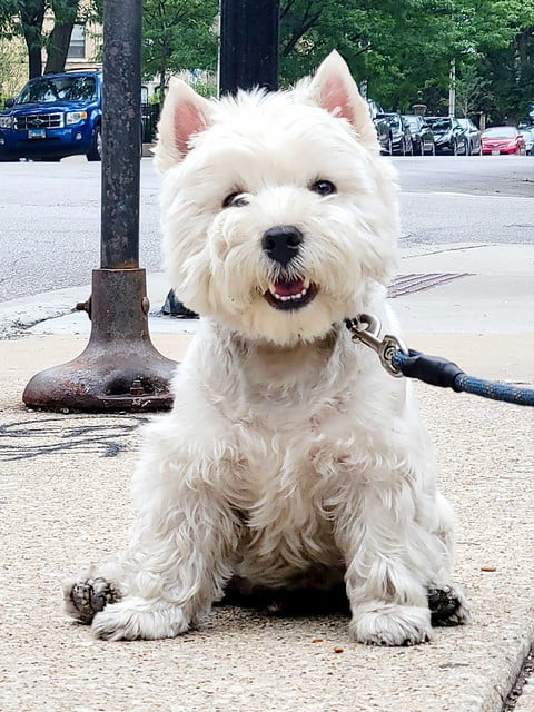 Cullom the Unwalkable - 9GAG