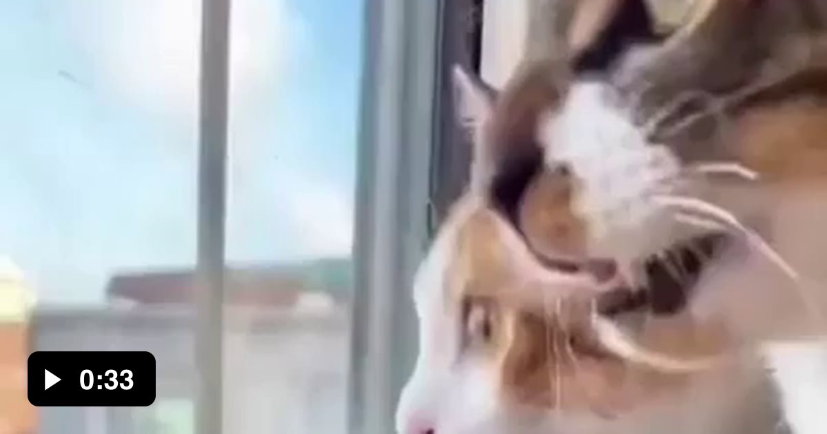 What are the cat talking about? - 9GAG