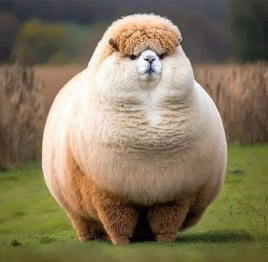Fluffy Chonker, Alpaca Alpha - 9GAG