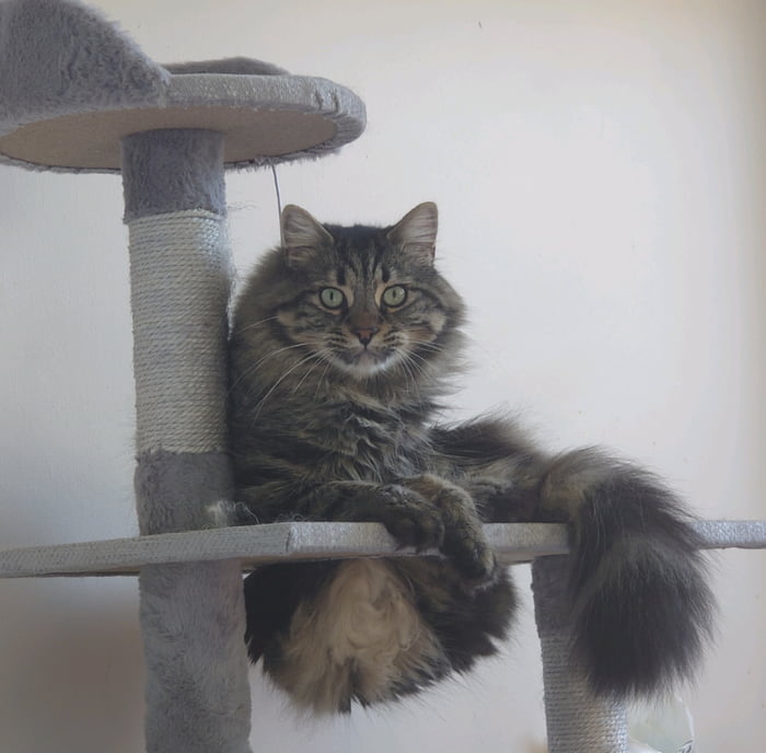 Just a cat doing cat things - 9GAG