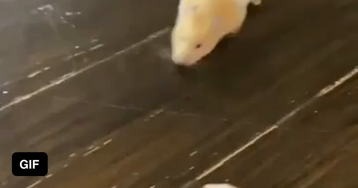 Hamster gobbles everything - 9GAG