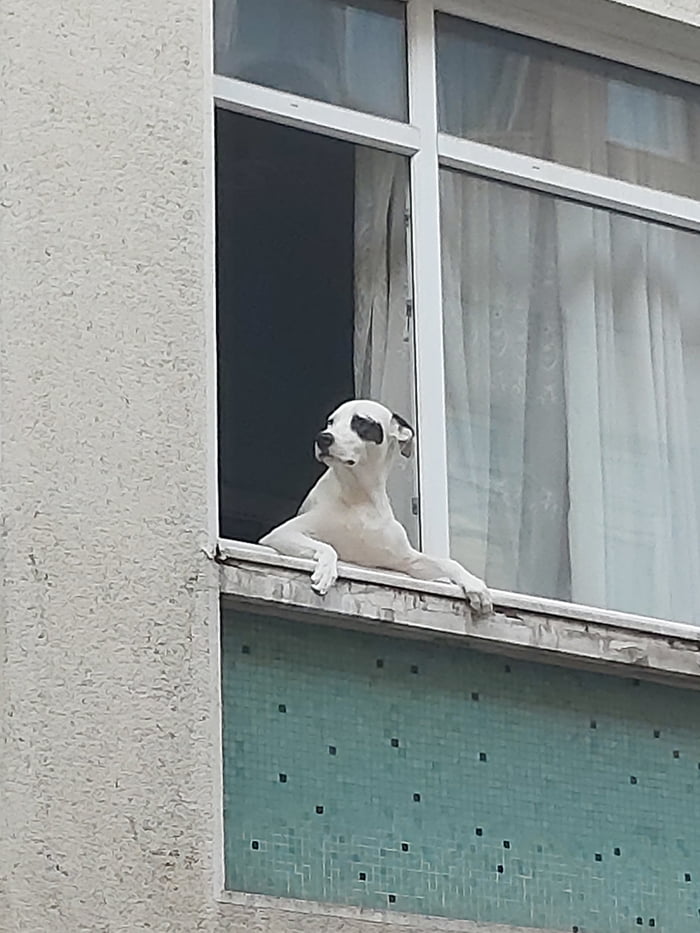 This dog chillin' - 9GAG