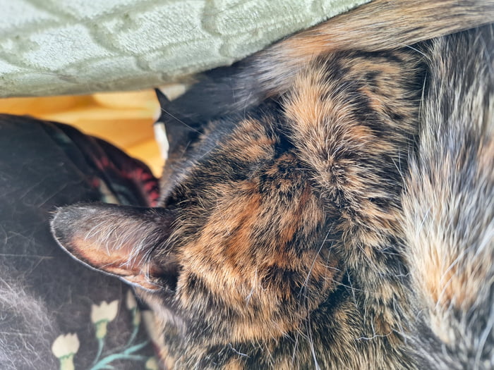 Cat appreciation post, post your kitty pictures! - 9GAG