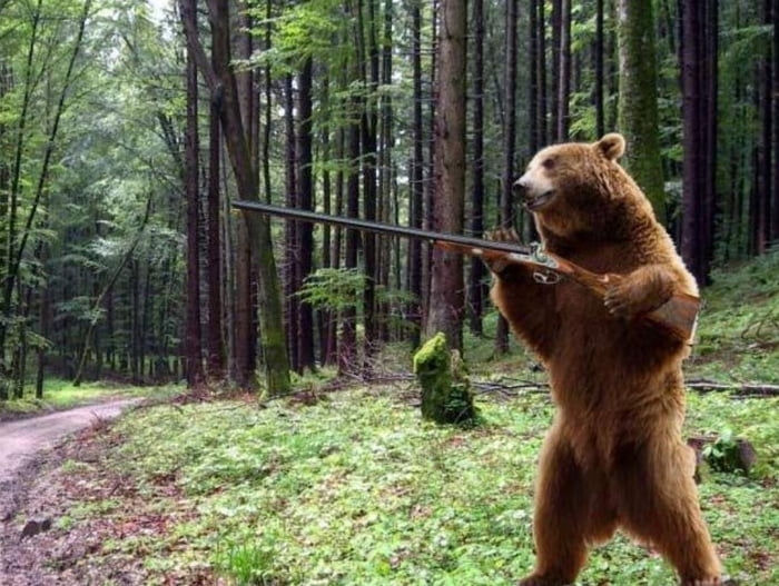 Grizzly Bear, the bear that uses shotgun - 9GAG