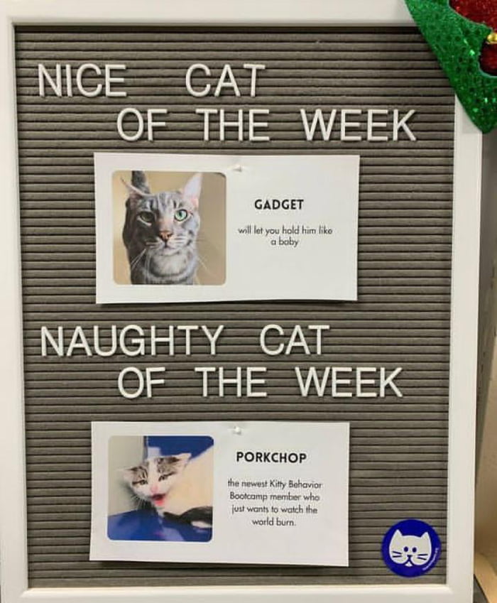 The new Kitt on the block is...not nice - 9GAG