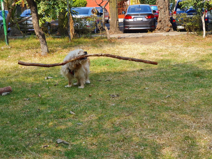 Doggo master of sticks and balance - 9GAG