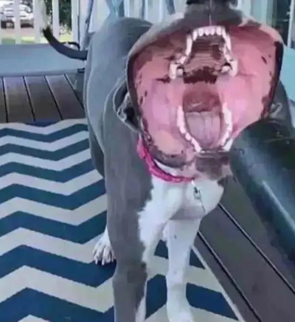 This Pitbull's mouth - 9GAG
