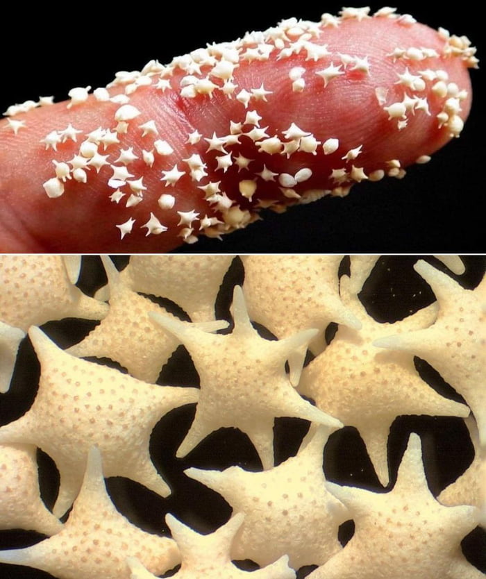 Unique star-shaped sand from the Hoshizuna-no-Hama beach in Japan. This ...