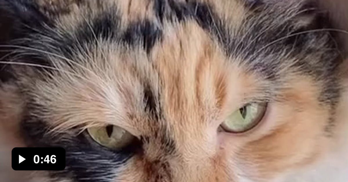 Patient kitty - 9GAG