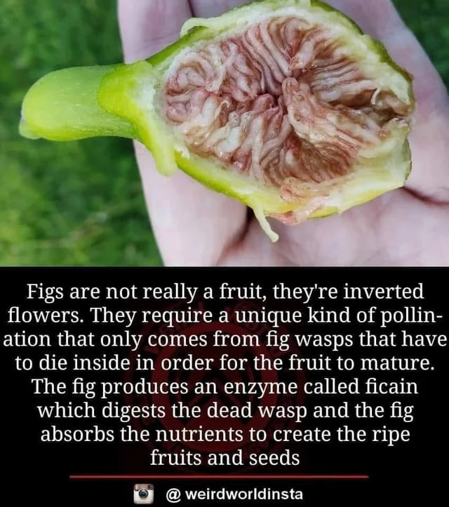Thanks, I hate figs now - 9GAG