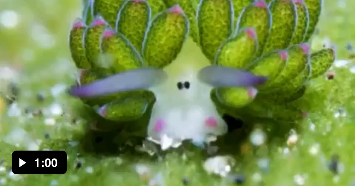 Meet the "Sea Sheep" - 9GAG