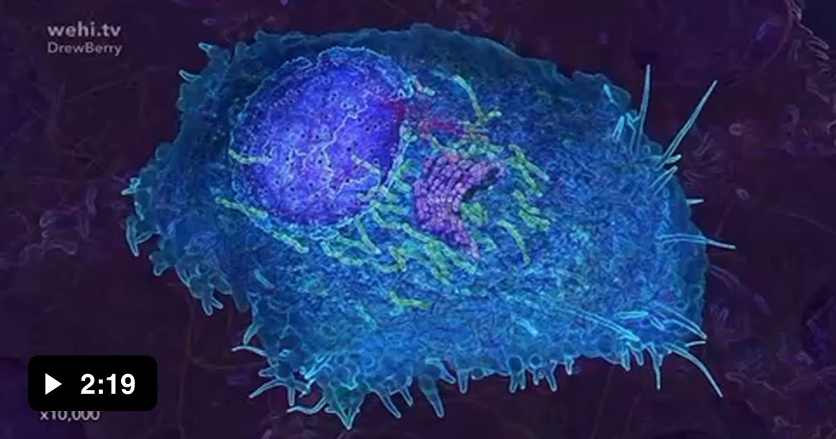 Scientists from down under created an awesome human DNA animation ...