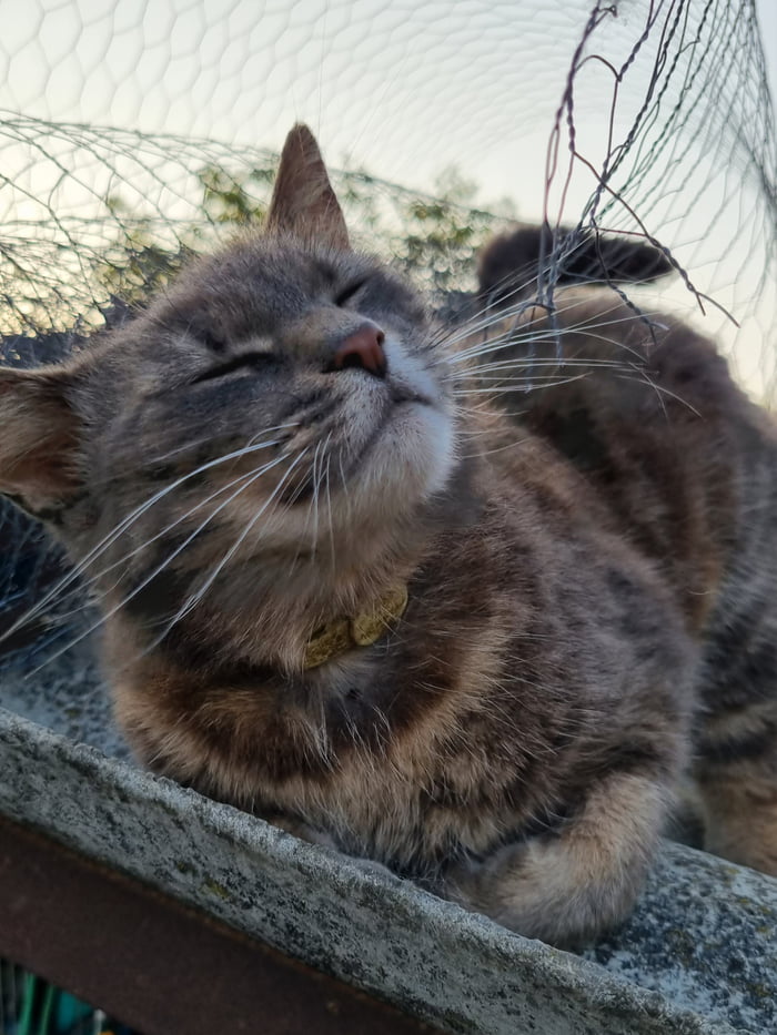 Here is a happy old catto. I hope your weekend will be just as happy as ...