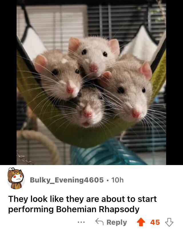 Cuteness overload! 😍 Mamma Mia. - 9GAG