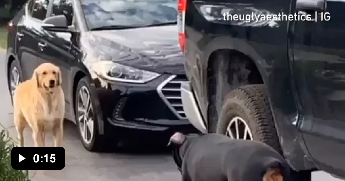 The only acceptable stalker - 9GAG