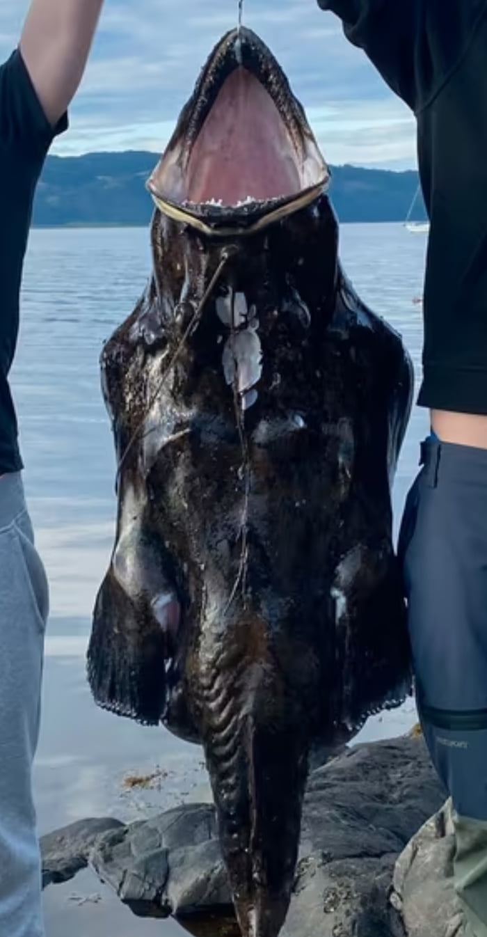 Hell no, this aint no fish! - 9GAG