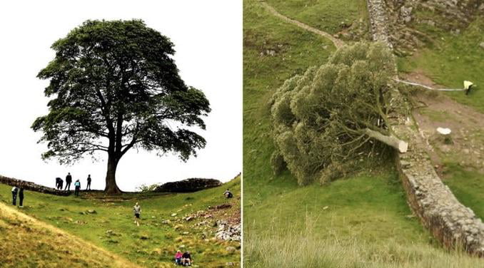 A 16 year old cut down the iconic tree at Sycamore Gap - 9GAG