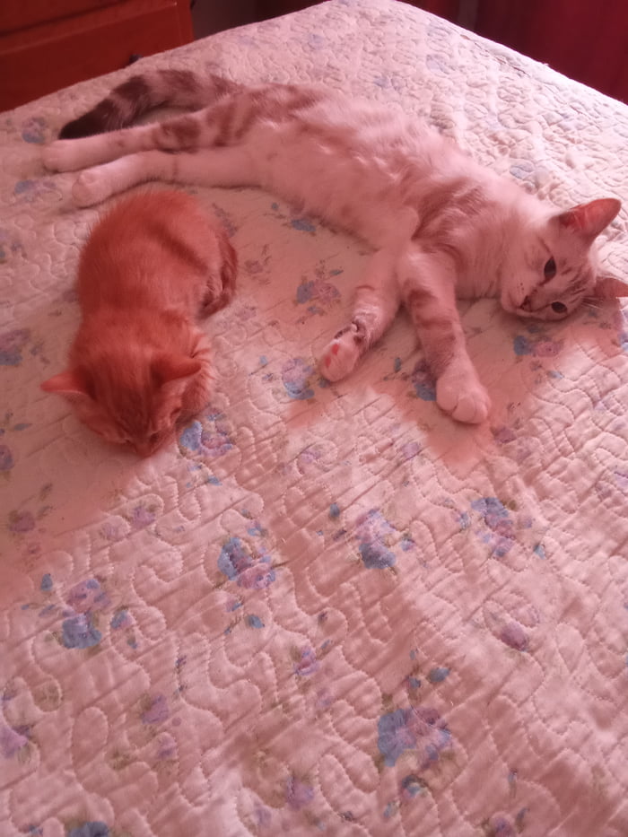 The Yellow its Fredy and get is quieto, the white is Kiko and i never ...