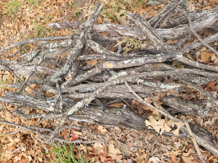 Organic sticks - 9GAG