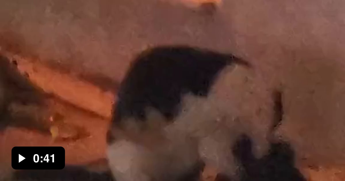 Professional thief - 9GAG