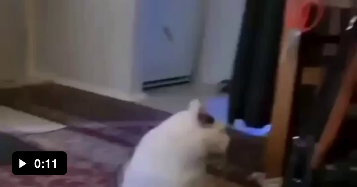The origin of blyat cat - 9GAG