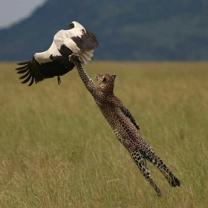 Perfectly timed shot of a leaping leopard chasing a bird. - 9GAG
